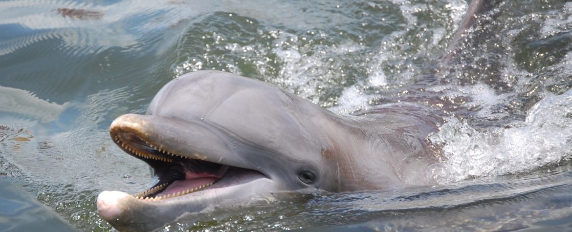 3 of the Best Outer Banks Dolphin Tours - Paramount Destinations