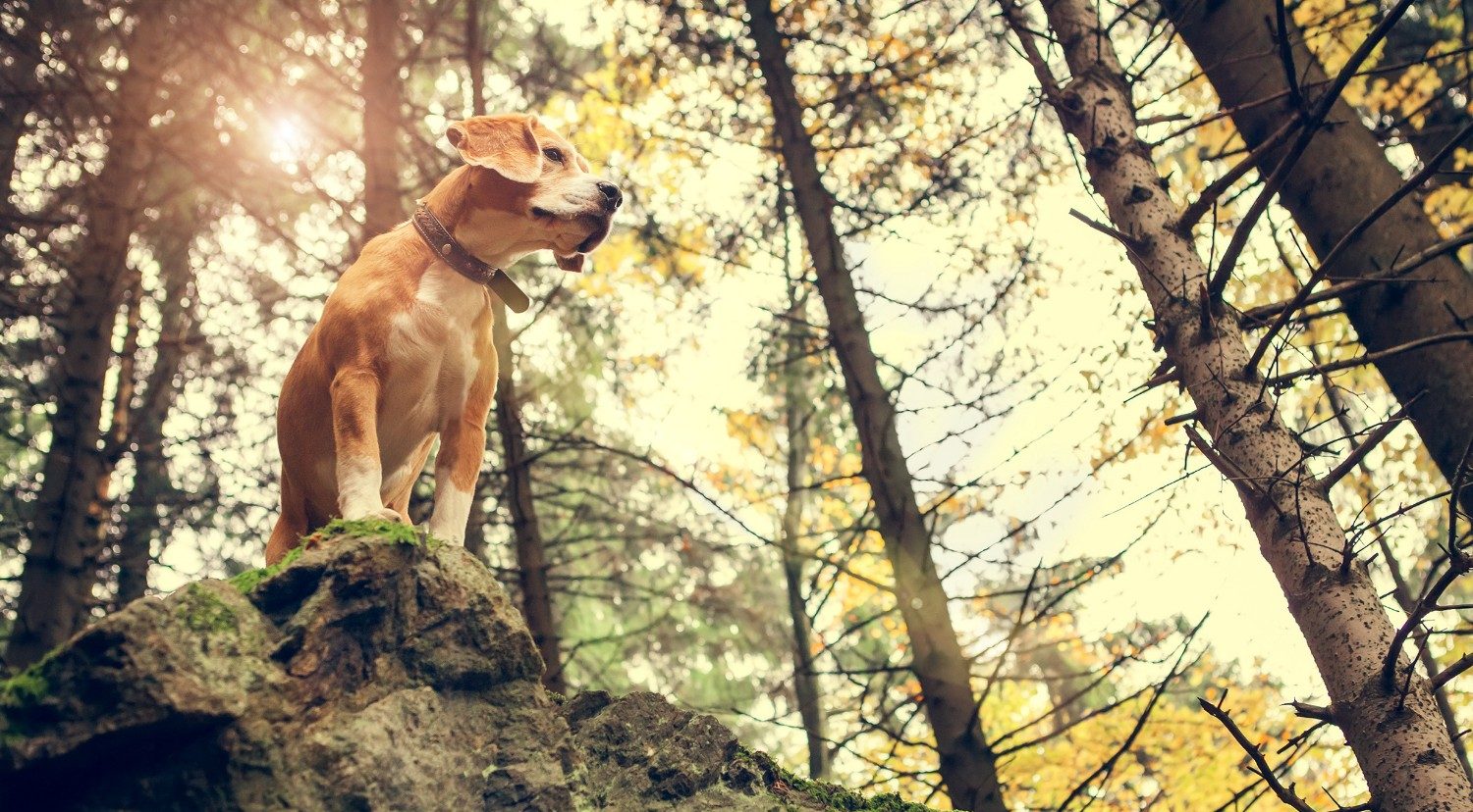 Your Ultimate Guide to the Currituck Banks Reserve - Paramount Destinations