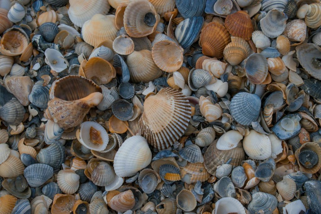 Ultimate Guide to Shelling in the Outer Banks - Paramount Destinations